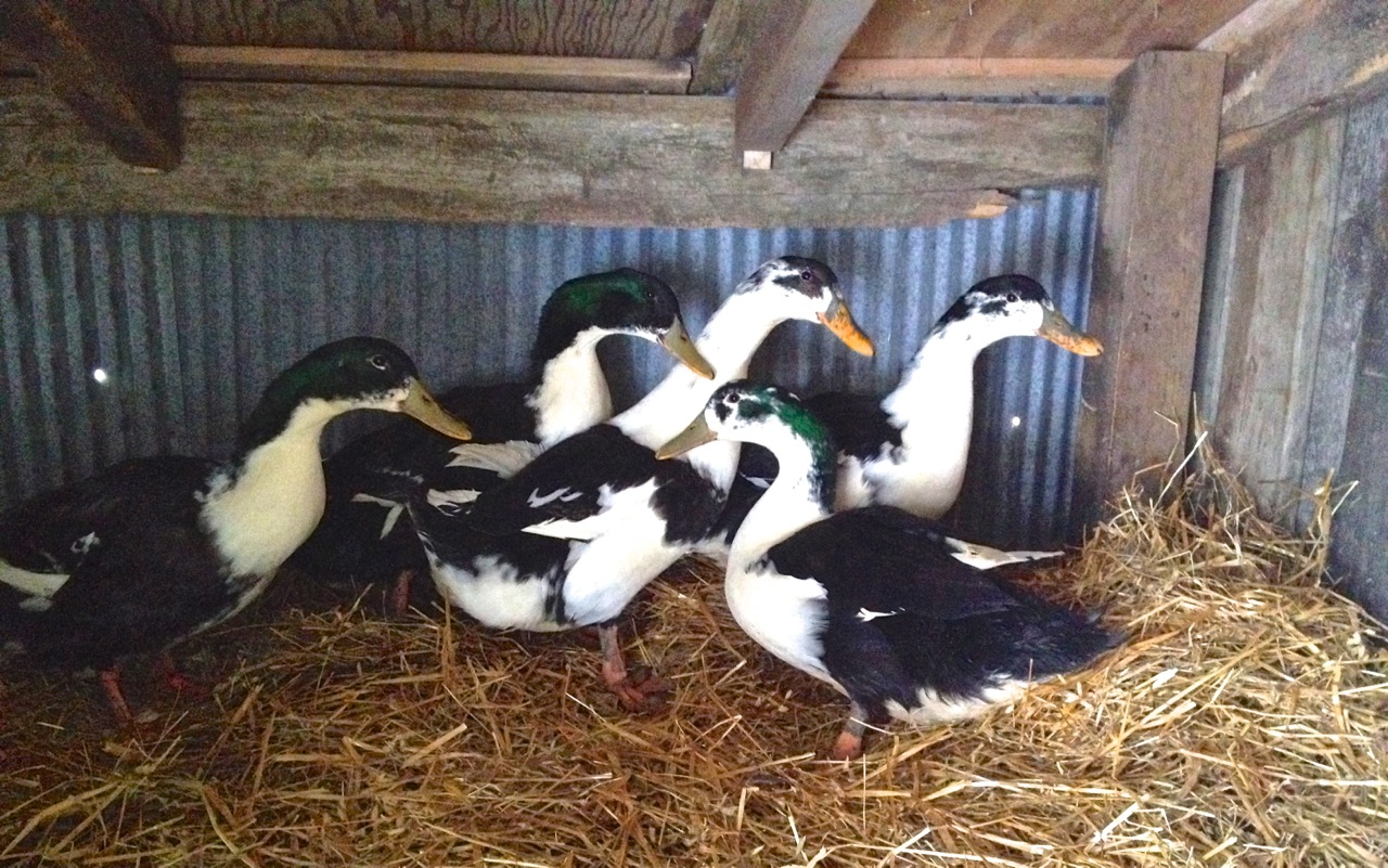 Ducks Posing - Whole-Fed Homestead