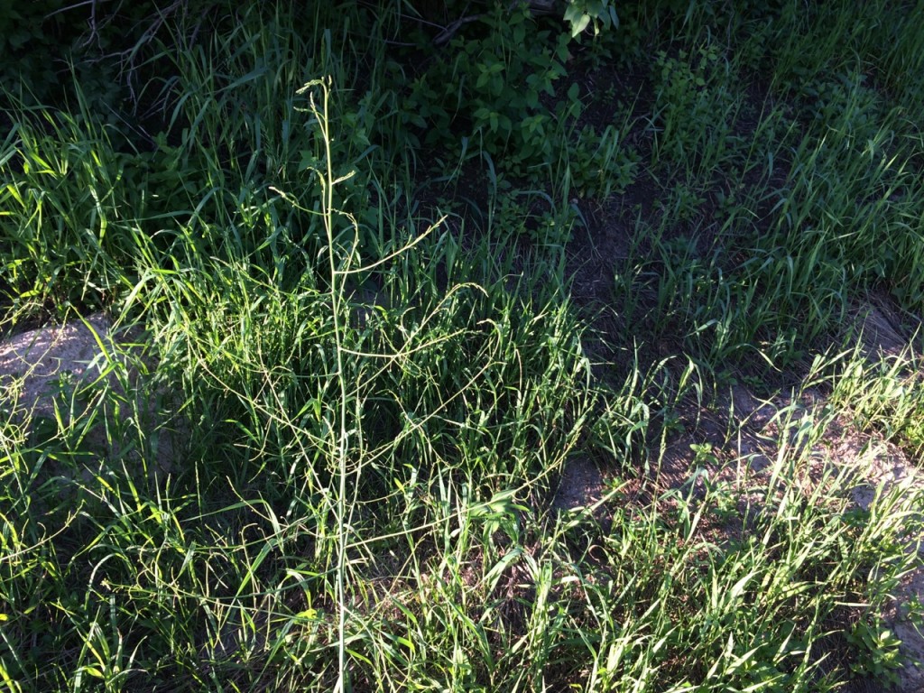 How to Hunt and Forage for Wild Asparagus - Whole-Fed Homestead