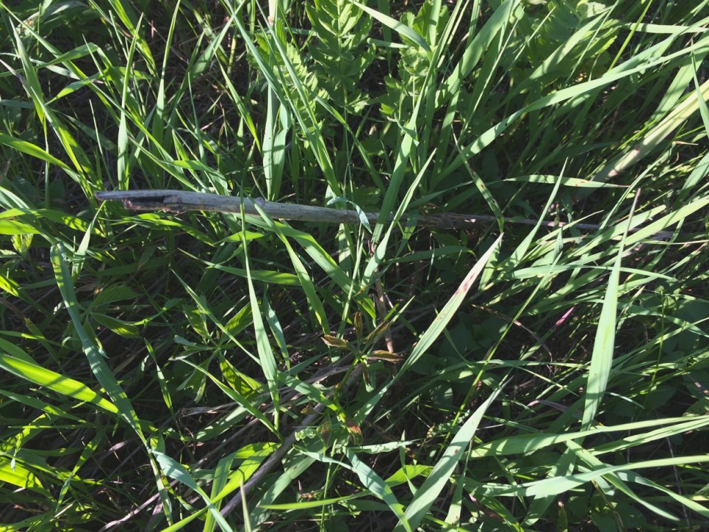 How to Hunt and Forage for Wild Asparagus - Whole-Fed Homestead