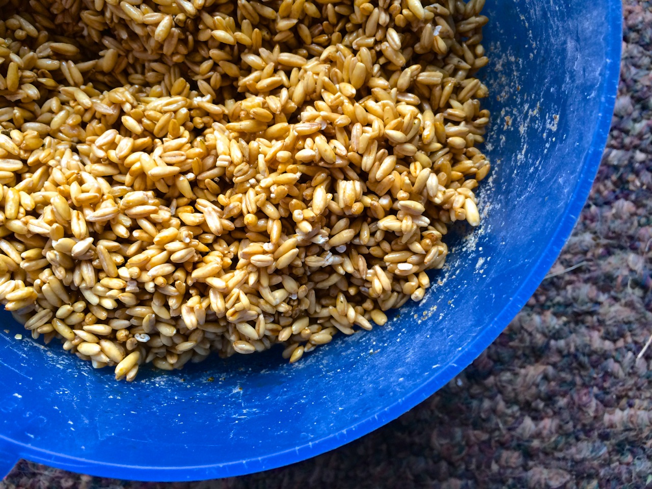 molasses mixed - Whole-Fed Homestead