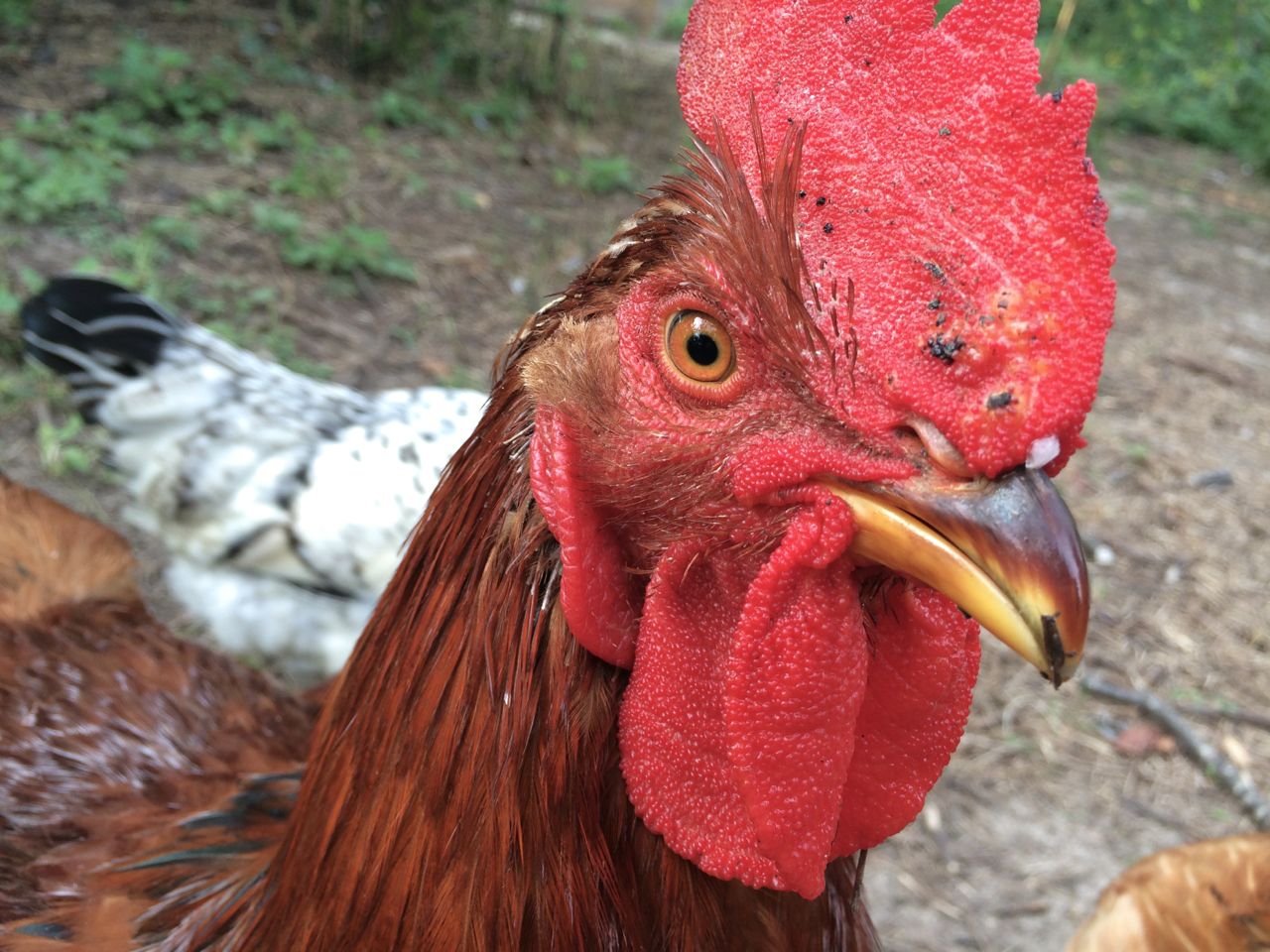 Buddy Chicken close - Whole-Fed Homestead