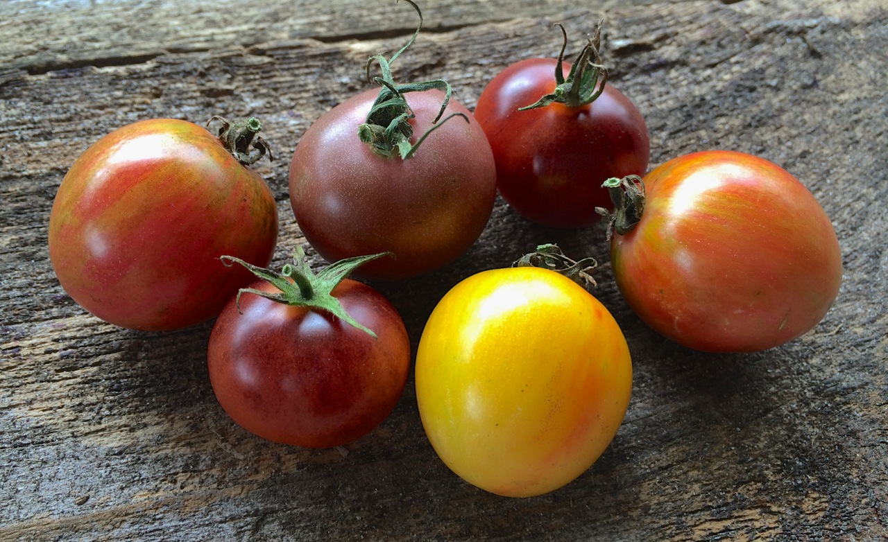 Fall colors tomatoes - Whole-Fed Homestead