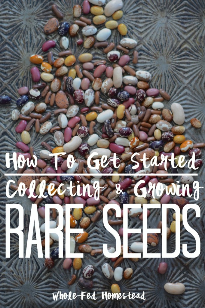 How to Get Started Collecting & Growing Rare Seeds - Whole-Fed Homestead
