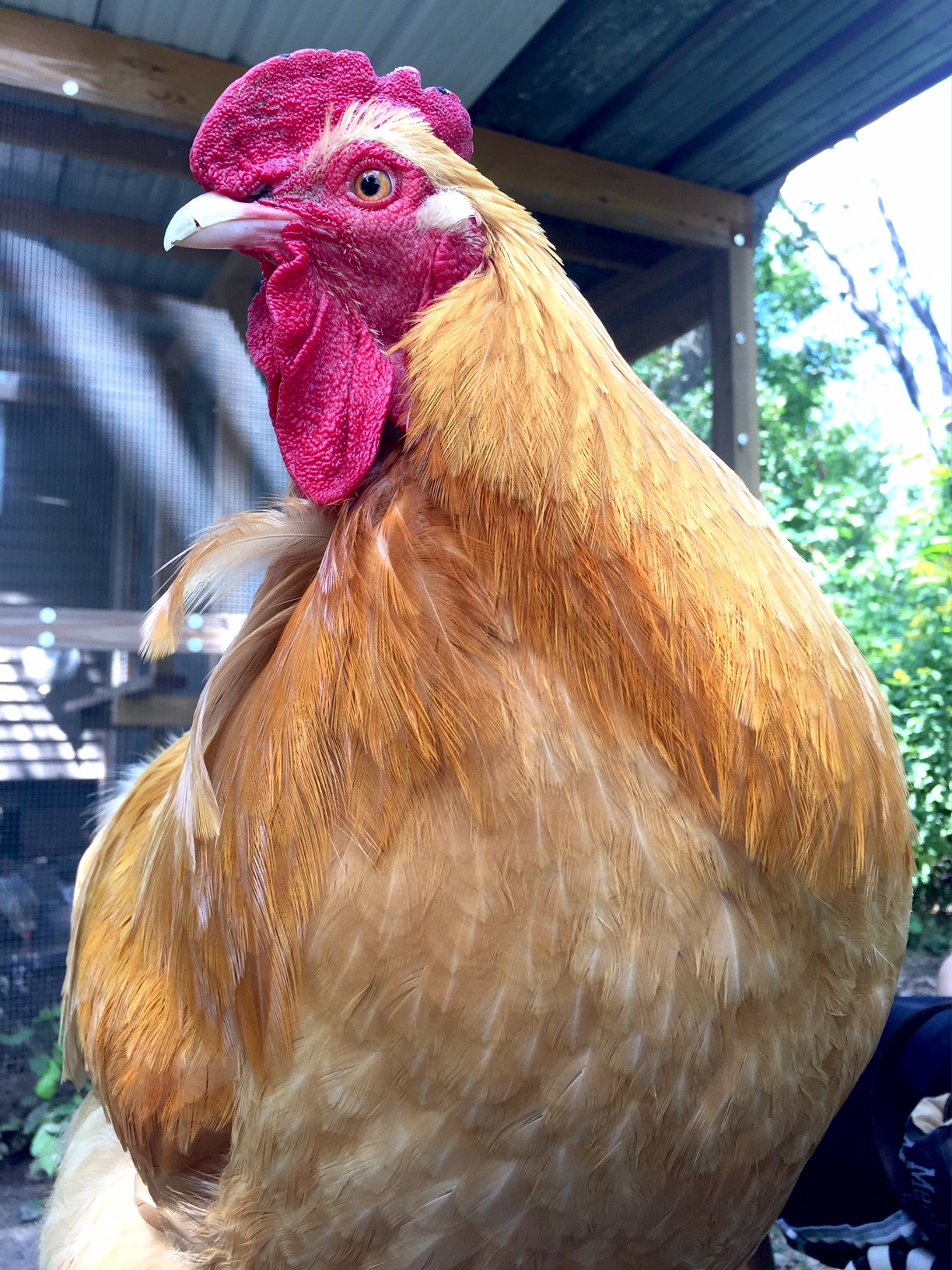Bolivar rooster - Whole-Fed Homestead