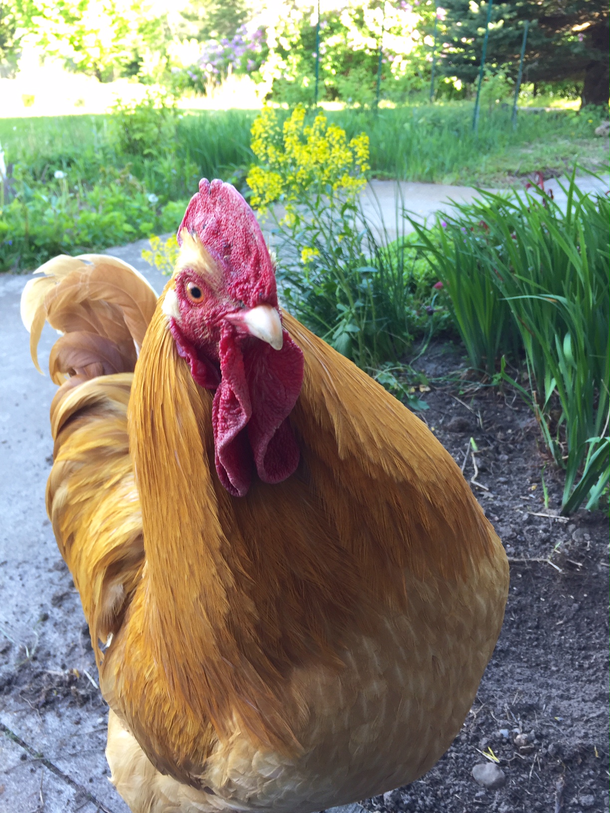 Bolivar rooster - Whole-Fed Homestead