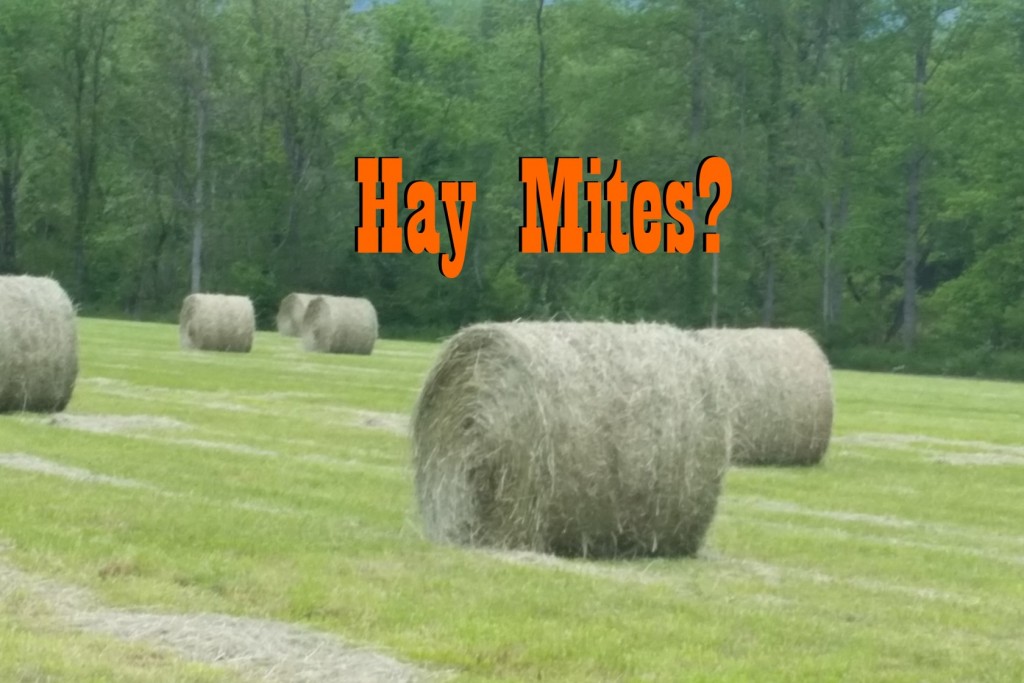 hay mites - Whole-Fed Homestead