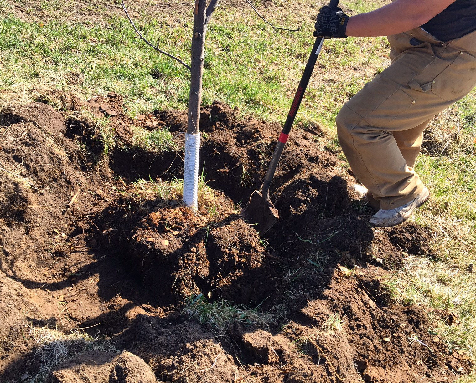 Moving large apple trees - Whole-Fed Homestead