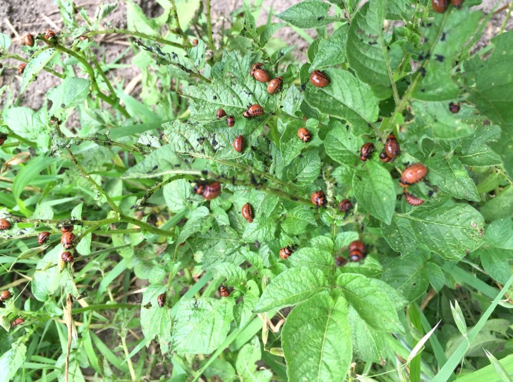 Organic Potato Bug Control: How to Get Rid of Potato Beetles Naturally ...