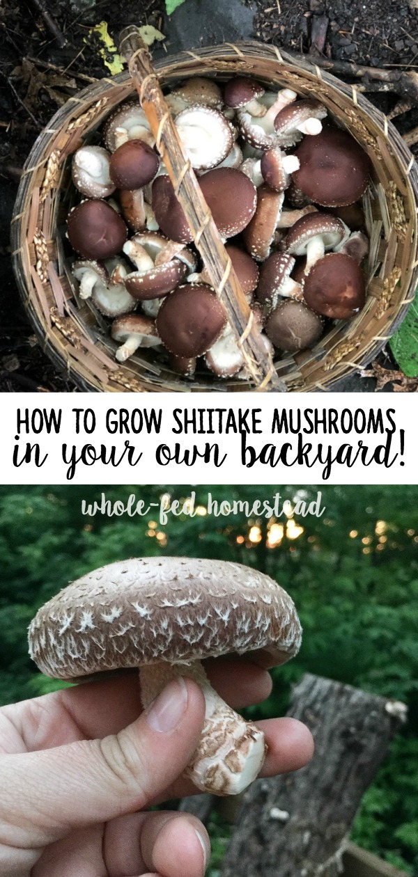 How to grow Shiitake Mushrooms - Whole-Fed Homestead