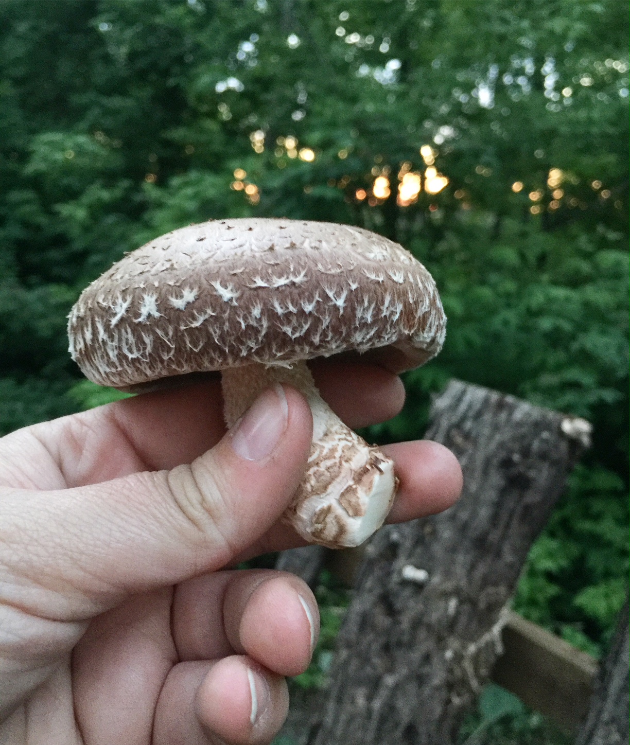 How to grow shiitake mushrooms 13 - Whole-Fed Homestead