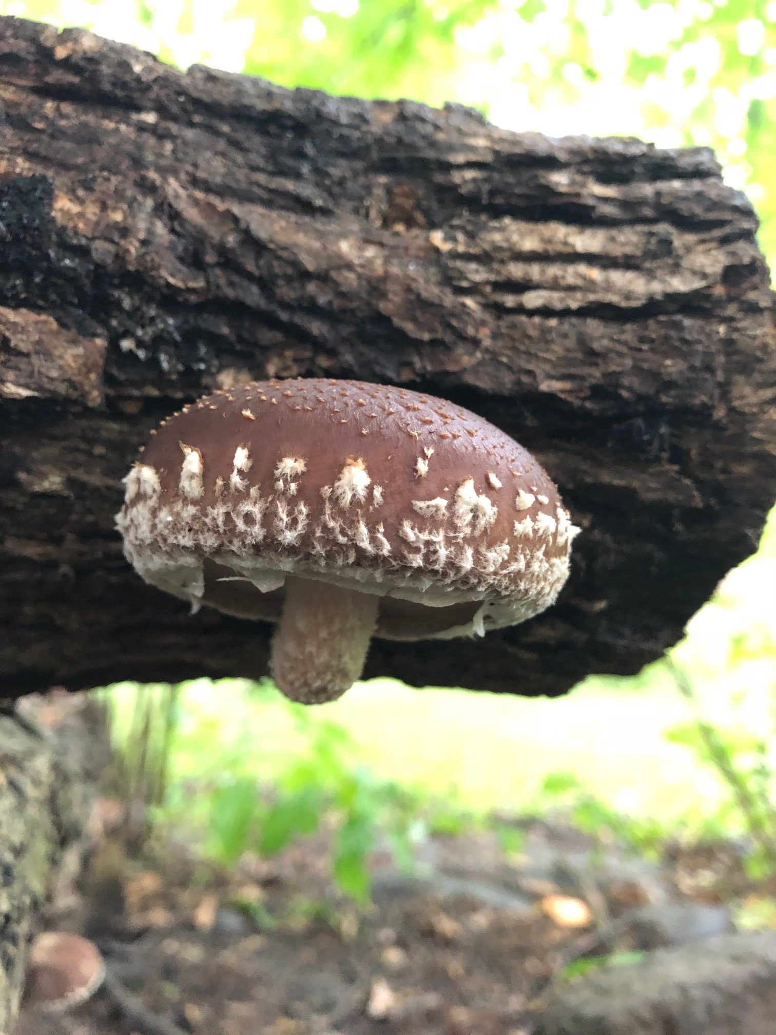 How to grow shiitake mushrooms 22 - Whole-Fed Homestead