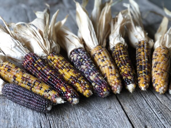 How to Grow Popcorn: Planting, Harvesting, Drying, Storage & Popping ...