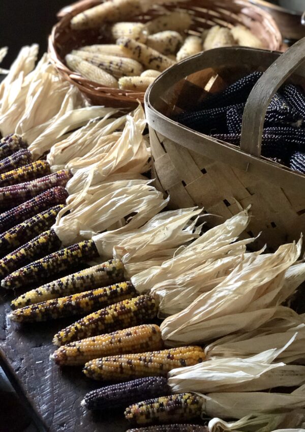 How to Grow Popcorn: Planting, Harvesting, Drying, Storage & Popping ...